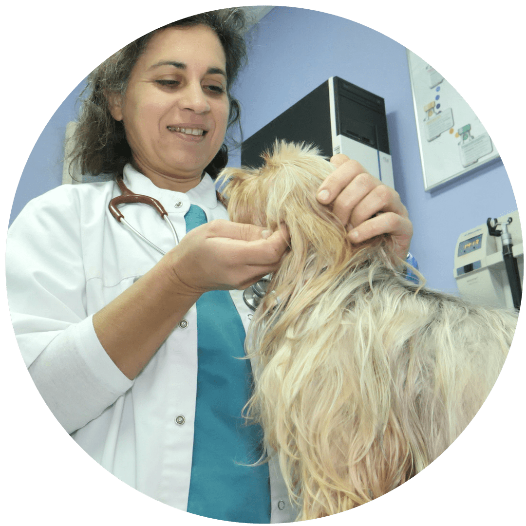 teovet clínica Veterinaria - Servicios teovet clínica Veterinaria